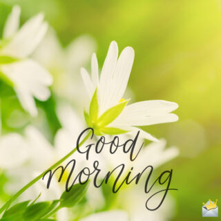 The Best Good Morning Pictures Ever | On the Sunny Side!