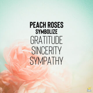 Rose Color Meanings | 10+1 Symbols of What We Feel